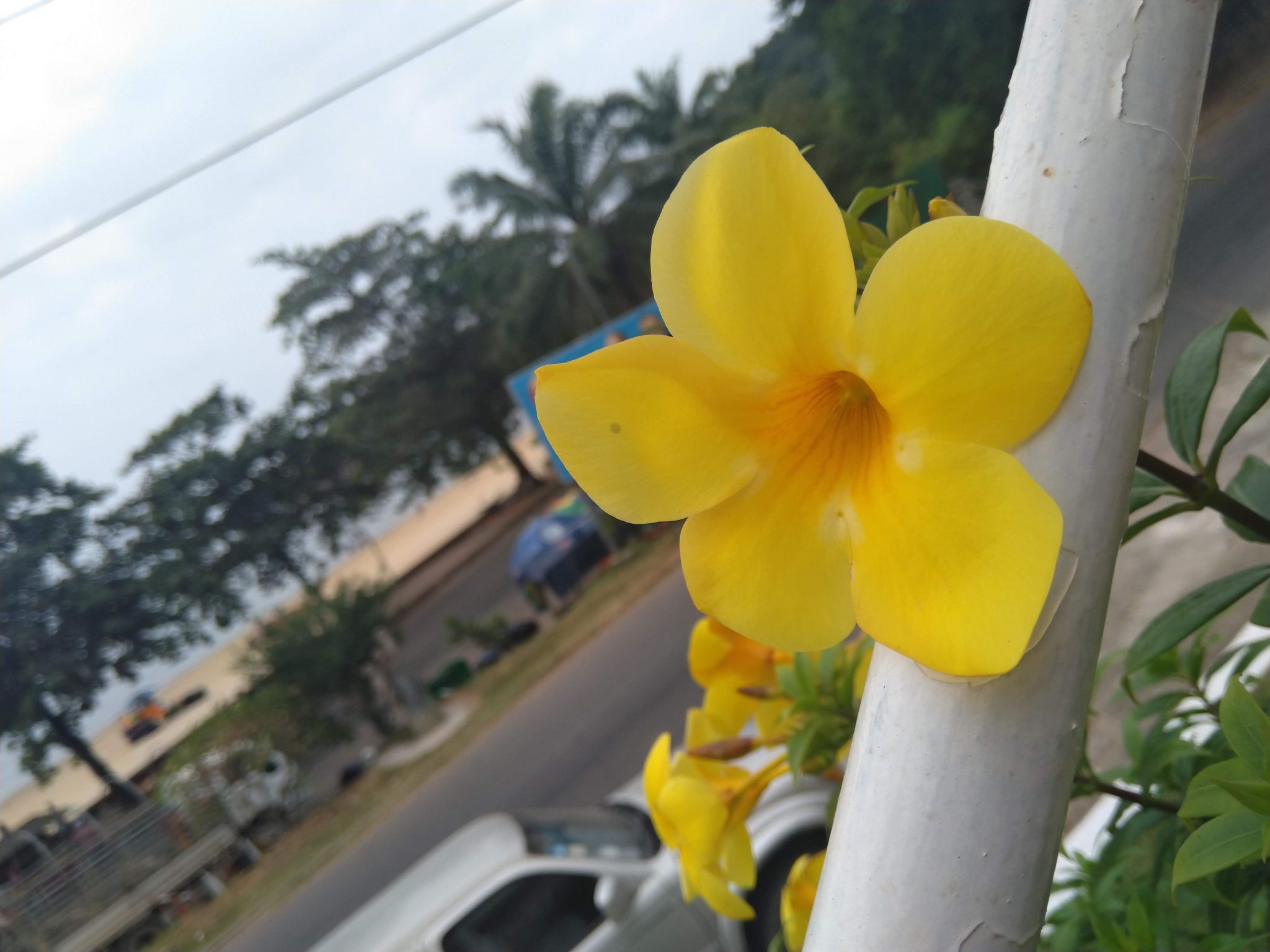 Flowers of Cambodia 2019 – 5 Cs in Cambodia