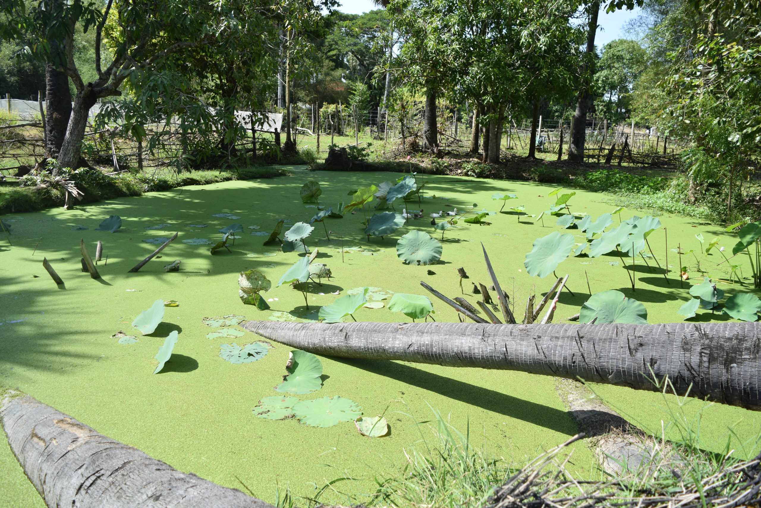 Visiting Mok Samun’s Farm – 5 Cs in Cambodia